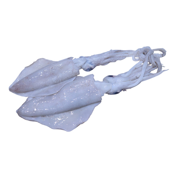 South Australian Wild Calamari – Seafood and More