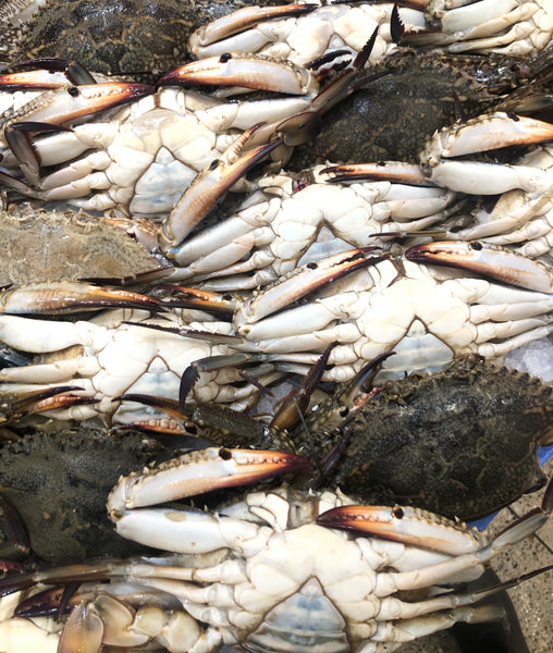 Female Green Blue Swimmer Crabs – Seafood and More