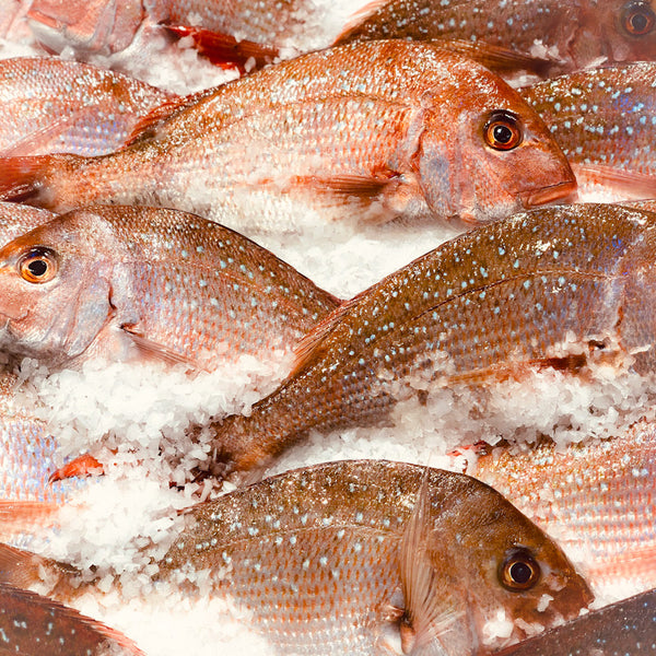 Snapper - Plate Size – Seafood and More