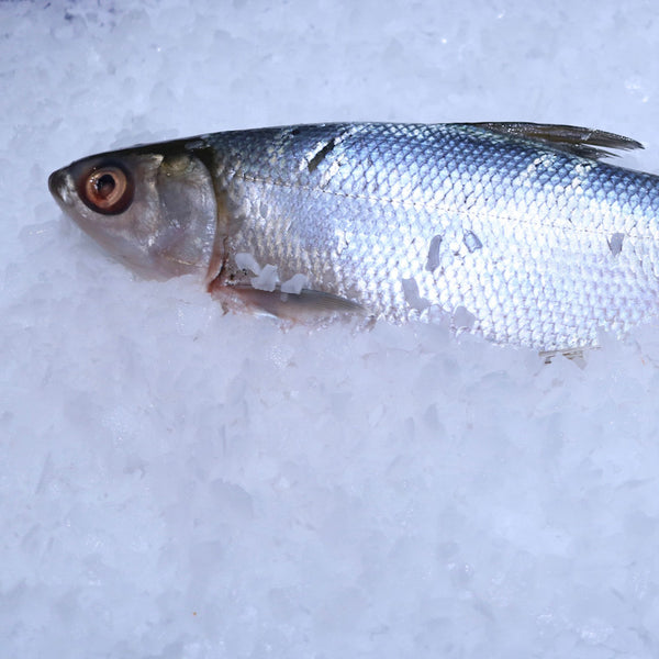 Milkfish – Seafood and More