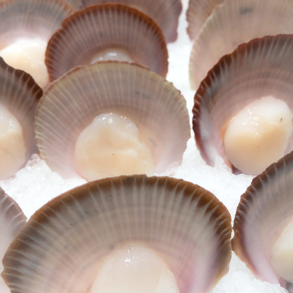 Qld Scallops in Shell – Seafood and More