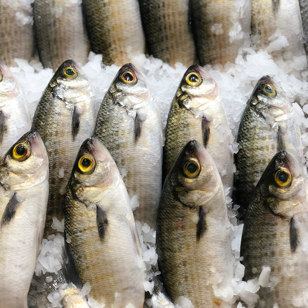 Herring Whole – Seafood and More